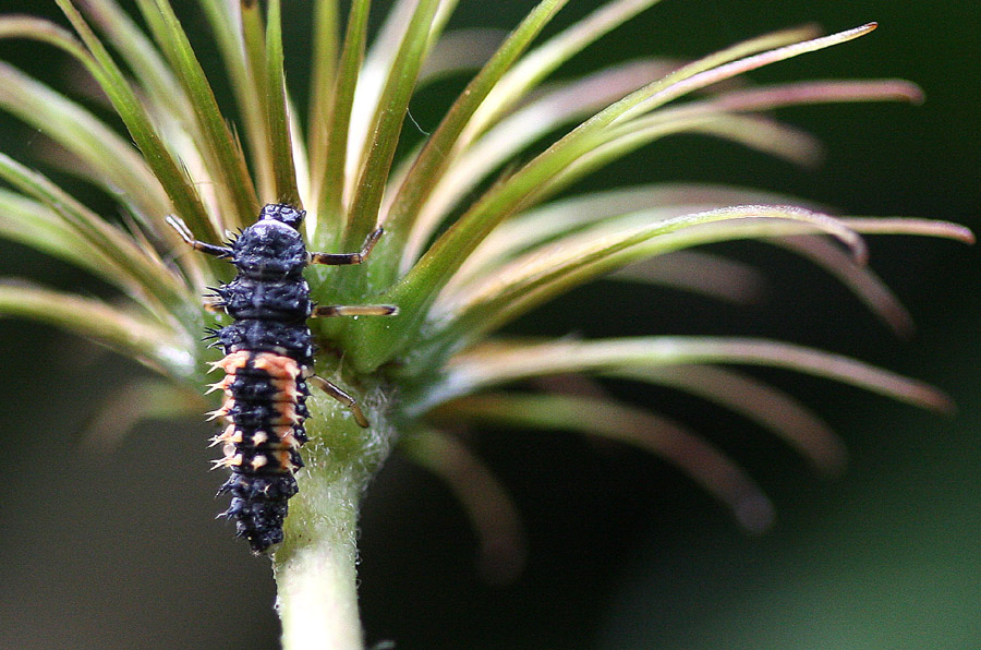 Welches Insekt ist das? Foto & Bild | tiere, wildlife, insekten Bilder ...