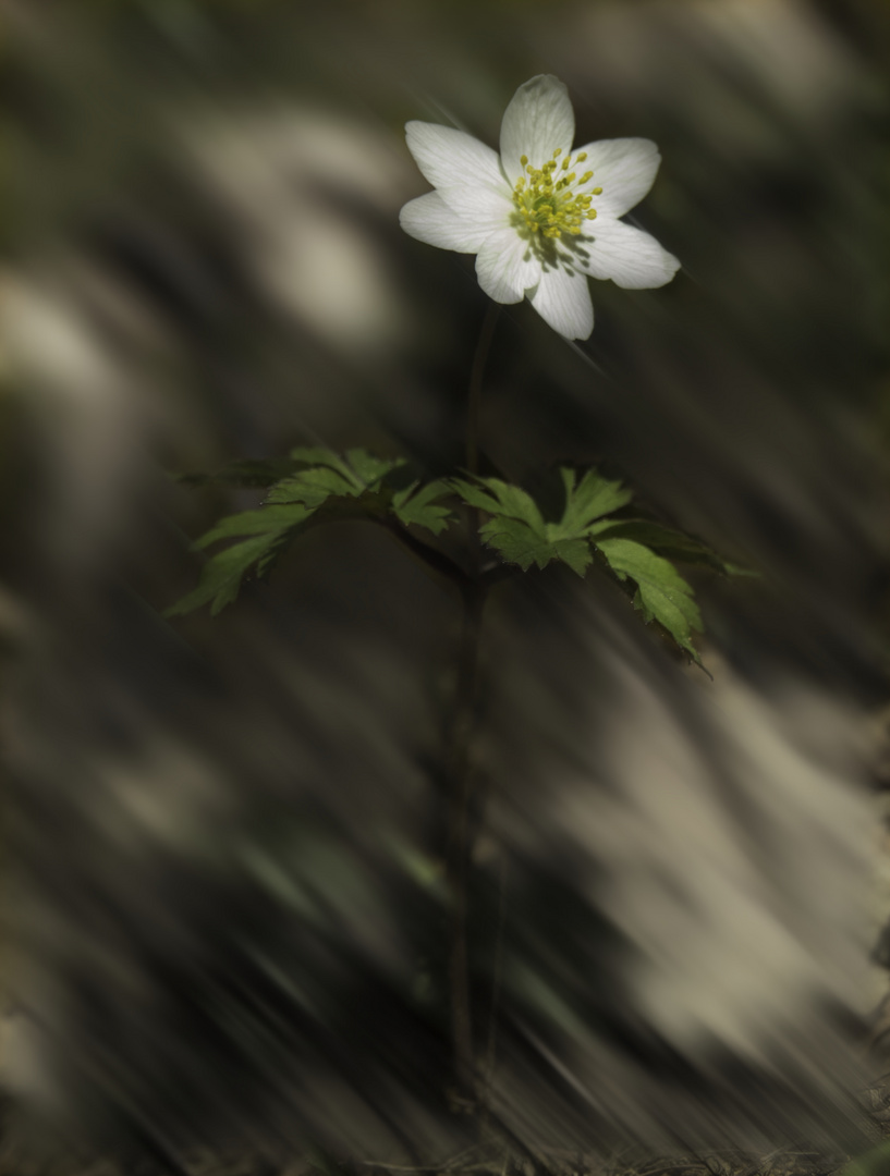 Welcome back stranger! Foto & Bild | jahreszeiten, frühling, pflanzen ...