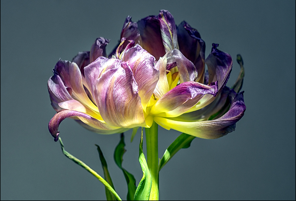 welke Tulpe Foto & Bild | spezial, makro, tulpen Bilder auf fotocommunity