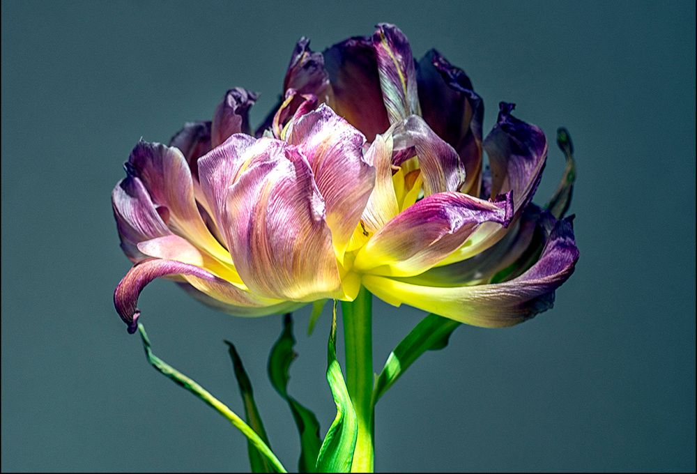 welke Tulpe Foto & Bild | spezial, makro, tulpen Bilder auf fotocommunity