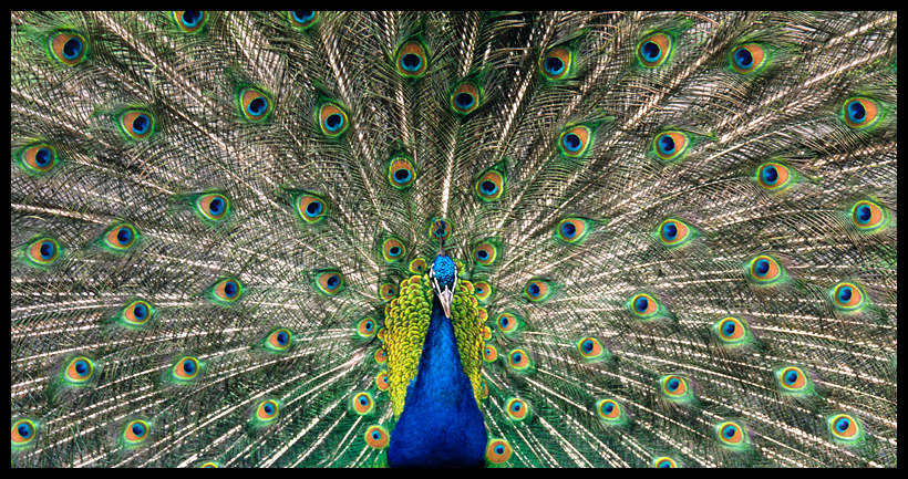 Well done! Foto & Bild | tiere, zoo, wildpark & falknerei, vögel Bilder ...