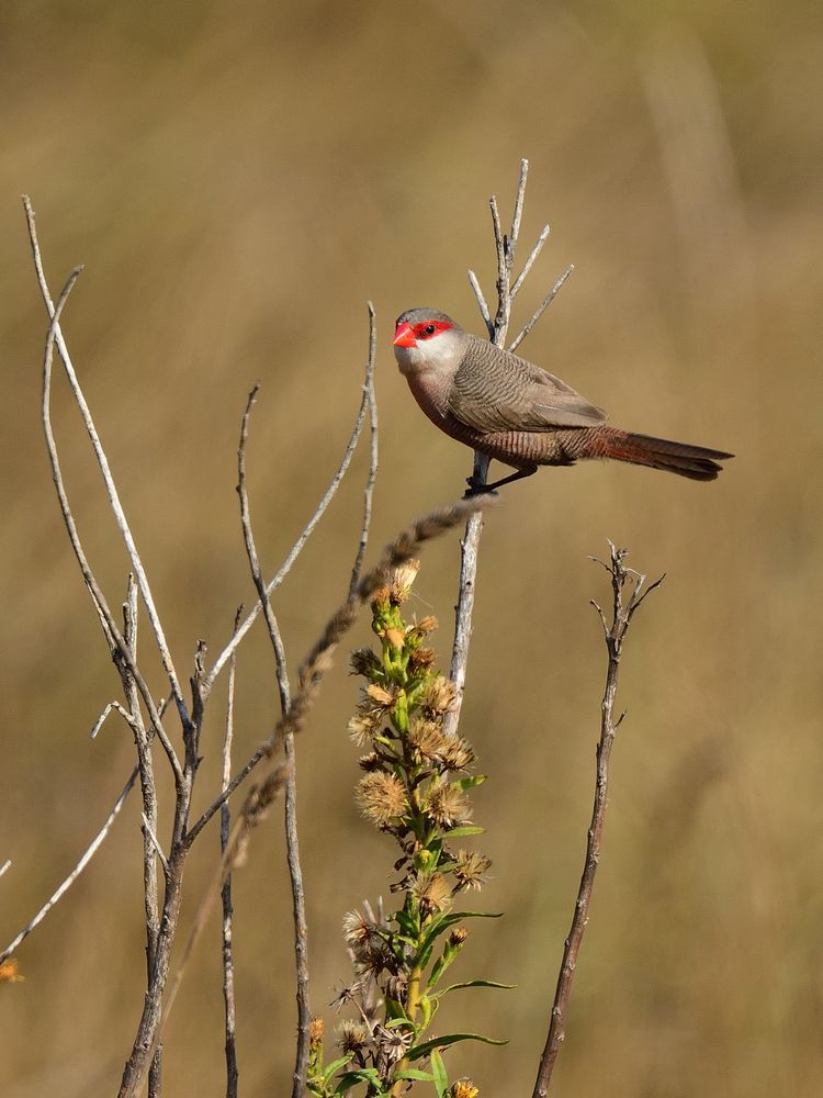 Wellenastrild (Estrilda astrild), Common Waxbill, Estrilda común Foto ...