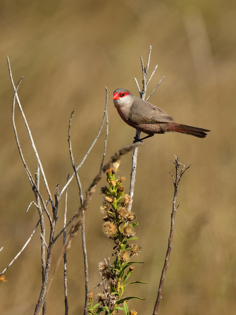 Wellenastrild (Estrilda astrild), Common Waxbill, Estrilda común Foto ...