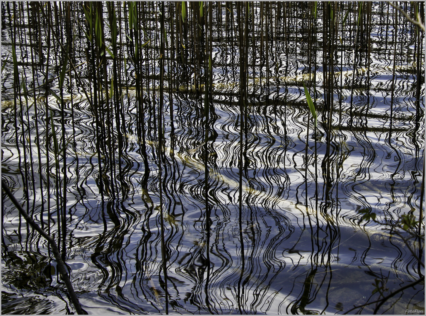 Wellenlinien Foto & Bild | world, spezial, schilf Bilder auf fotocommunity