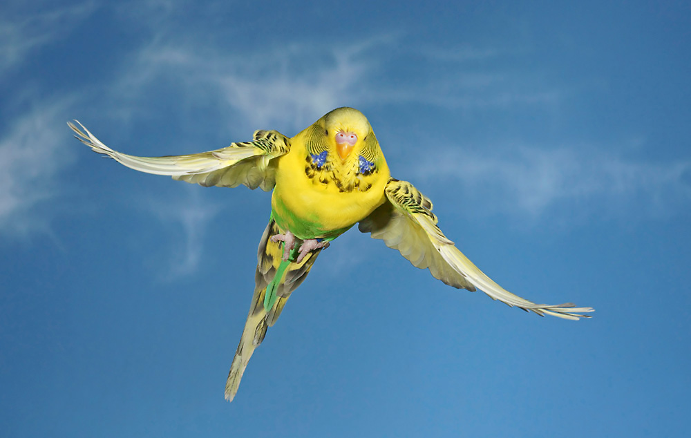 Wellensittich Foto & Bild | tiere, haustiere, vögel Bilder auf ...
