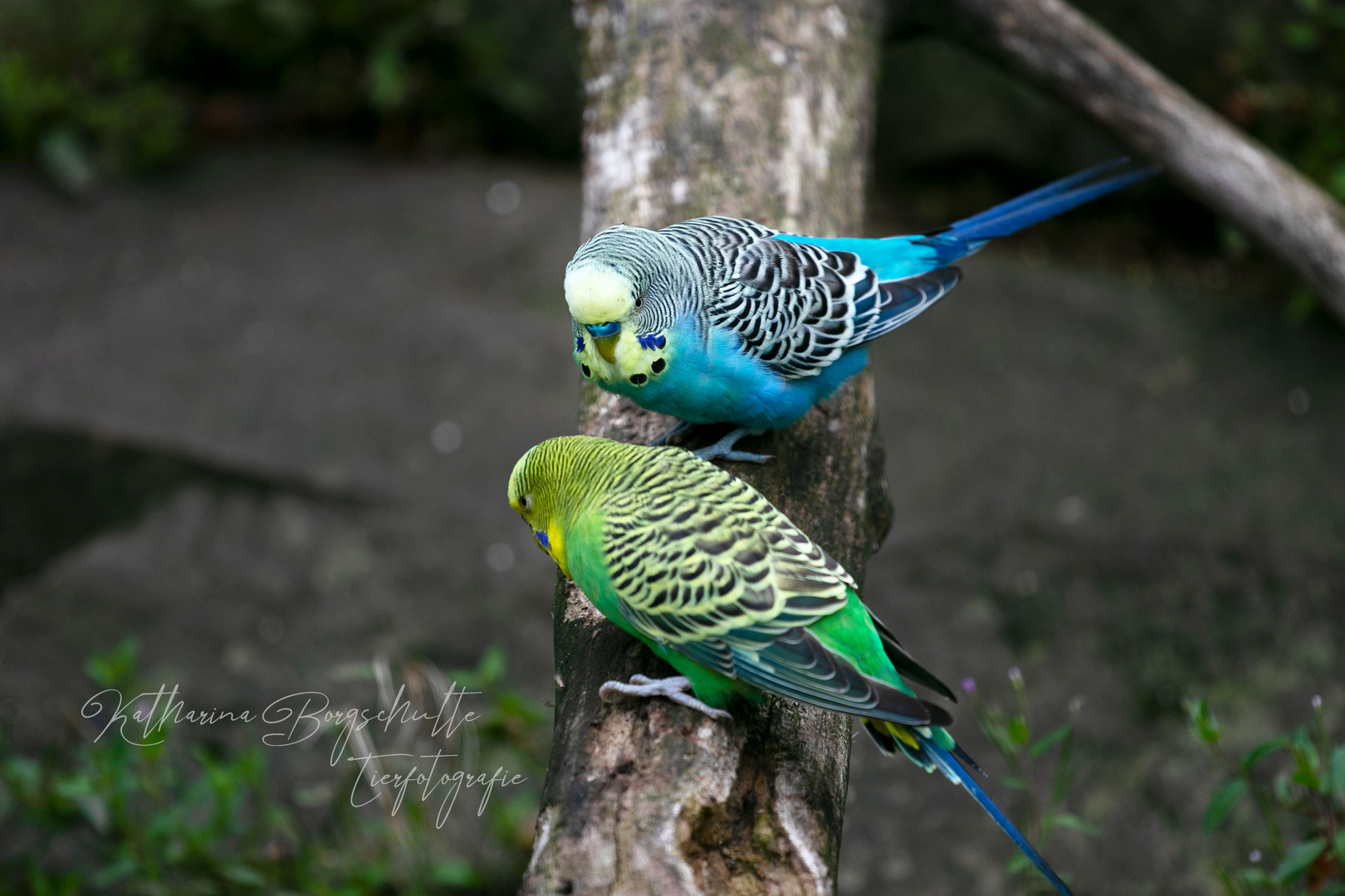 Wellis Foto & Bild | tiere, haustiere, vögel Bilder auf fotocommunity