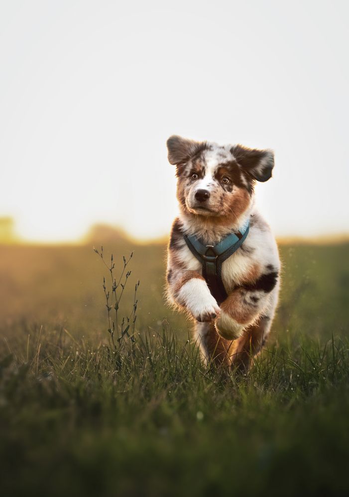 Welpe Foto & Bild | tiere, haustiere, hunde Bilder auf fotocommunity