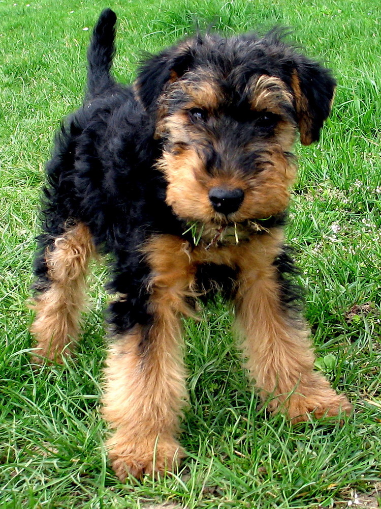 Welpe Welsh-Terrier Foto & Bild | tiere, natur Bilder auf fotocommunity