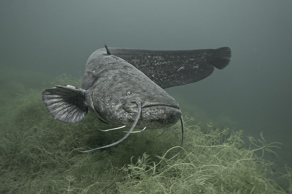 WELS Foto & Bild | unterwasser, natur-kreativ, aufnahmetechniken Bilder ...