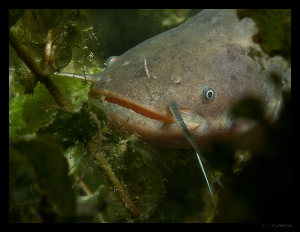 - Wels - Foto & Bild | unterwasser, uw-süsswasser, natur-kreativ Bilder ...
