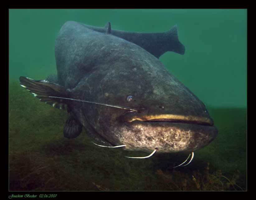 Wels/Waller Foto & Bild | unterwasser, uw-süsswasser, natur-kreativ ...