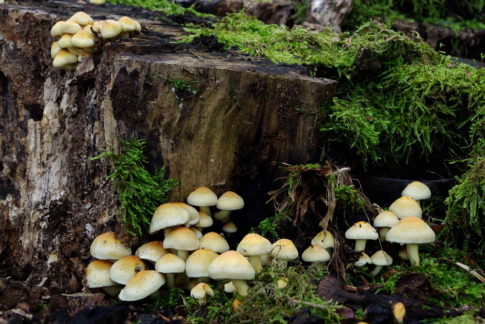 Welt der Pilze Foto & Bild | pflanzen, pilze & flechten, pilze & flechten, pilze und flechten ...