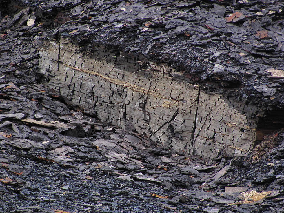 Welterbe Grube Messel Foto & Bild | wald, natur, landschaft Bilder auf ...