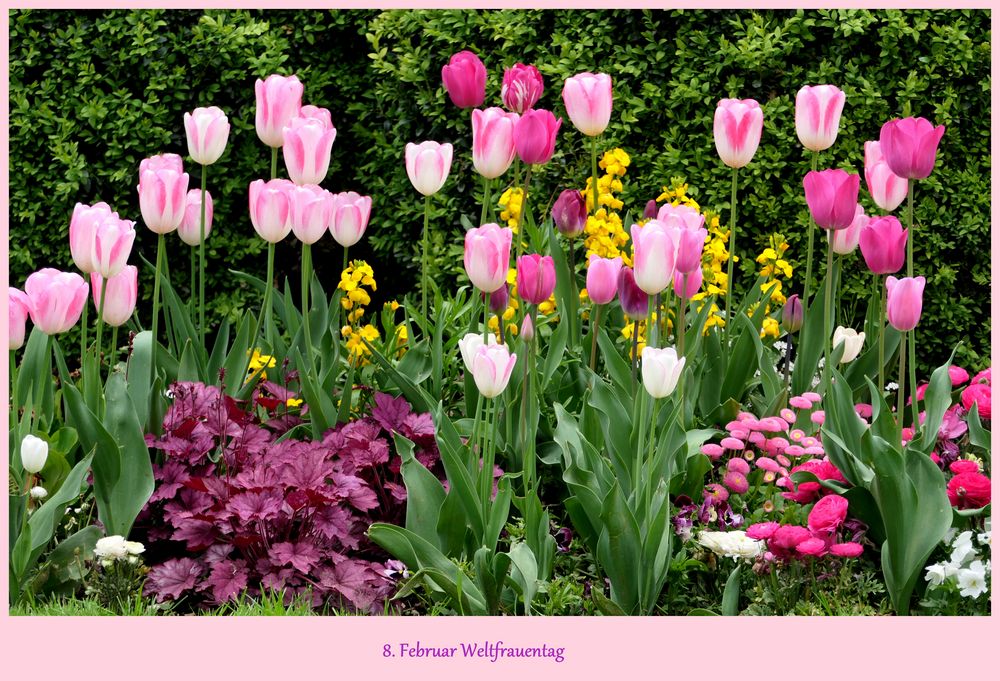 Weltfrauentag Foto & Bild | spezial, winter, tulpen Bilder auf fotocommunity