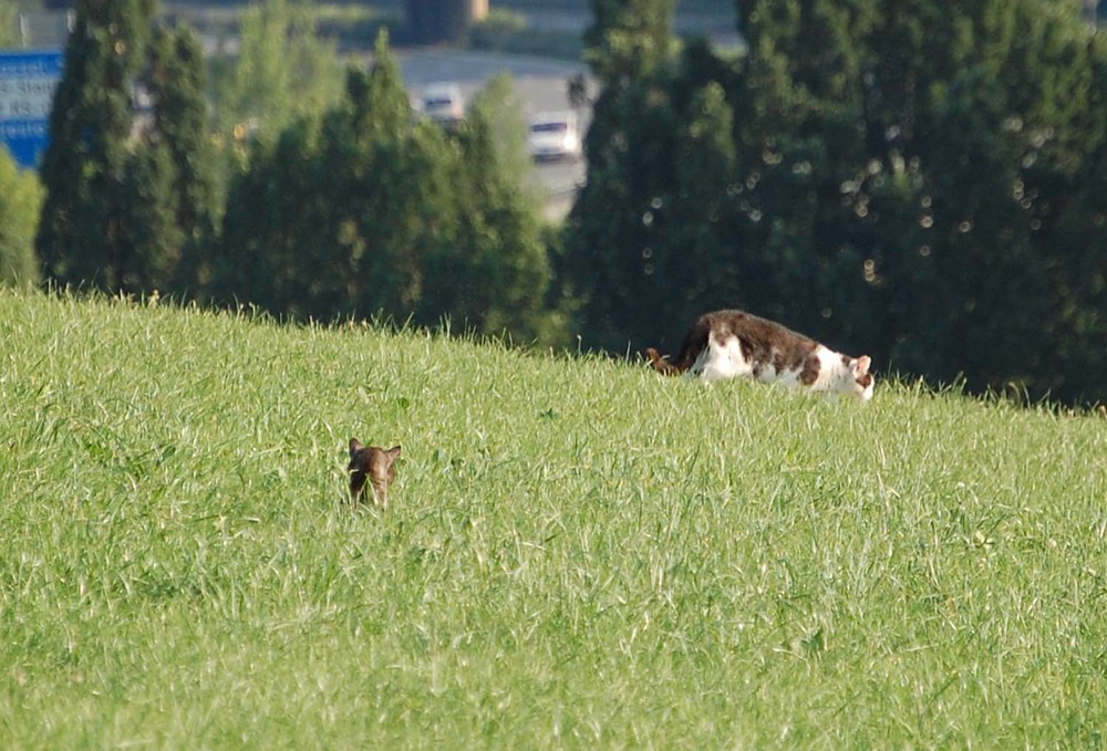 Wem gehört das Revier??? Foto & Bild | tiere, haustiere, katzen Bilder ...