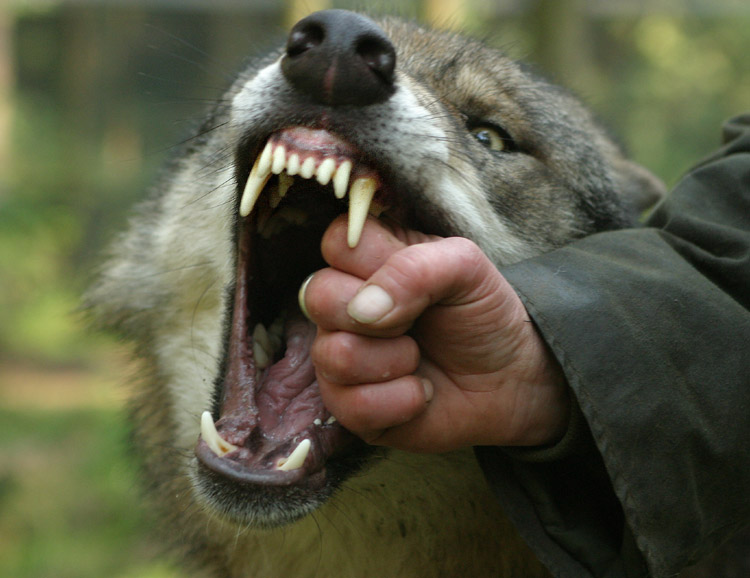 Wem gehört die Hand im Wolfsmaul? Richtig:Tanja !!! Foto & Bild | tiere ...