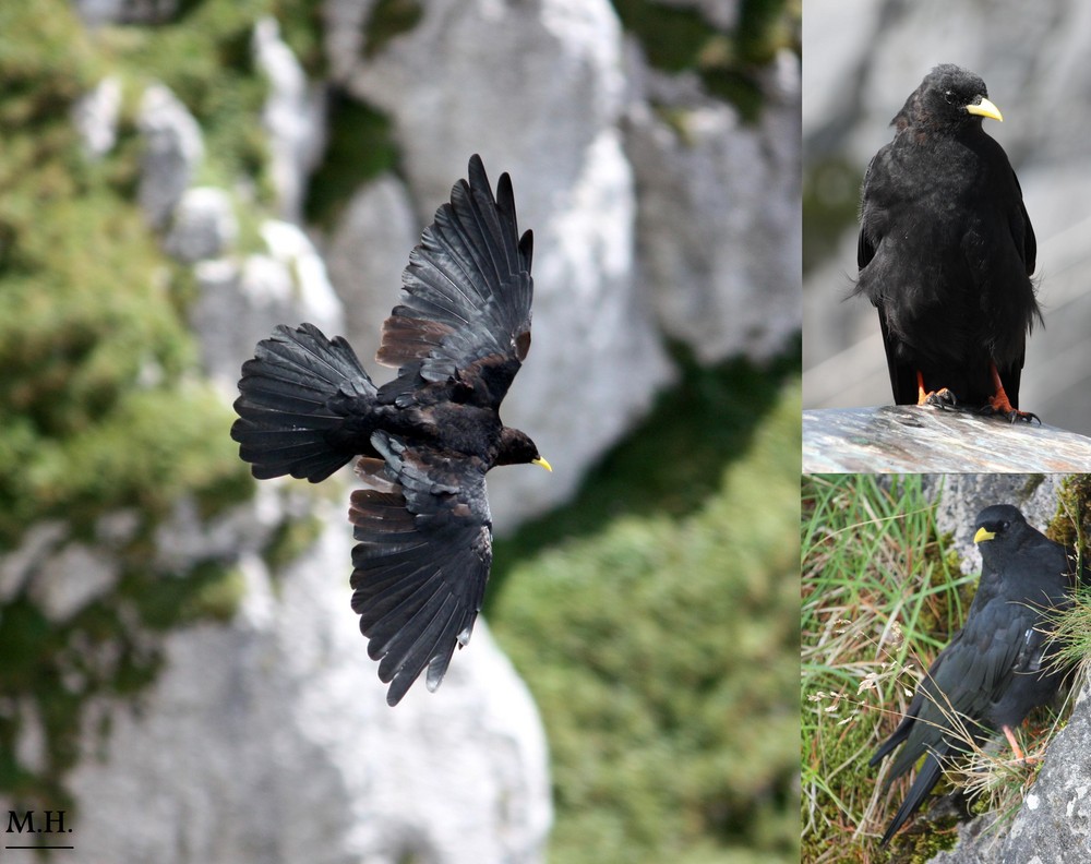 Wendelsteiner Bergdohlen Foto & Bild | tiere, wildlife, wild lebende ...