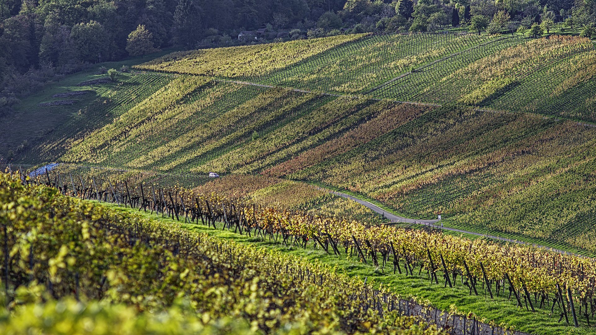 Wengert Herbst Foto & Bild | art, world, natur Bilder auf fotocommunity