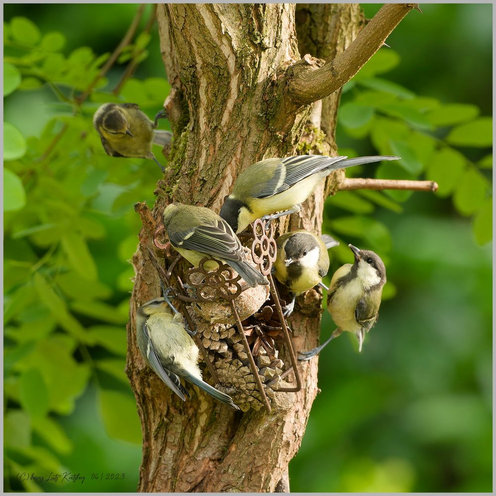 wenn dann die Spatzen weg sind.. Foto & Bild | tiere, wildlife ...