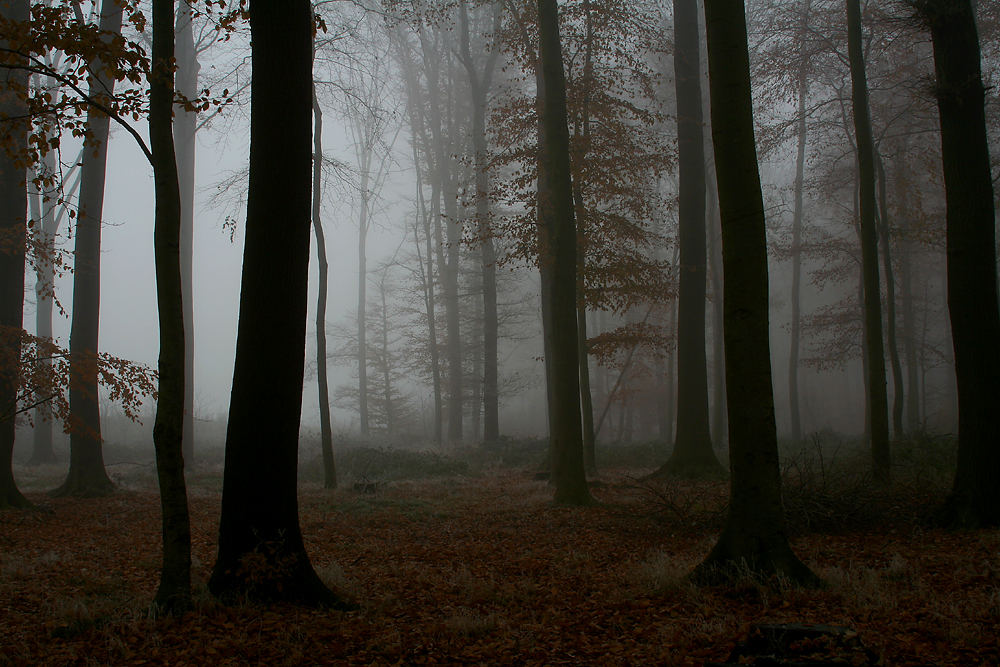 ...wenn das Licht die Nebel treibt... Foto & Bild | landschaft, wald ...