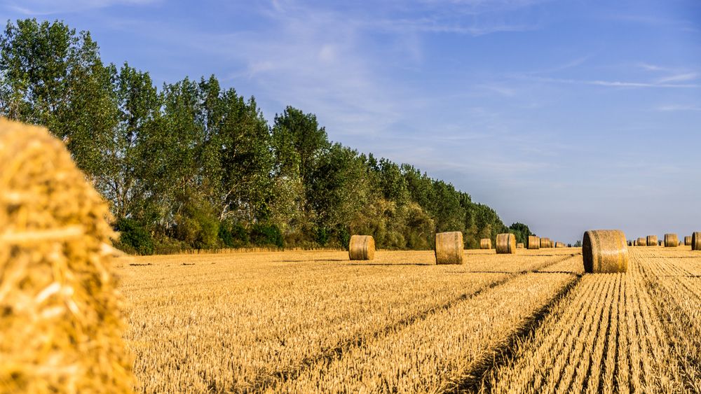Wenn der Bauer sein Feld einrollt, ... Foto & Bild | feld, natur ...