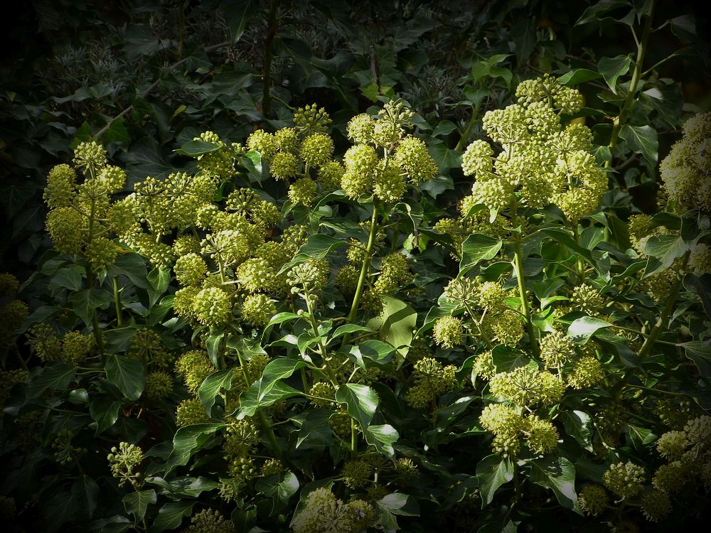 Wenn der Efeu blüht... Foto & Bild | oktober, herbst, garten Bilder auf ...