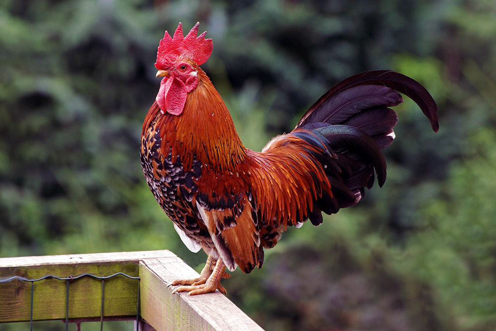 Wenn der Hahn .... Foto & Bild | tiere, haustiere, vögel Bilder auf ...
