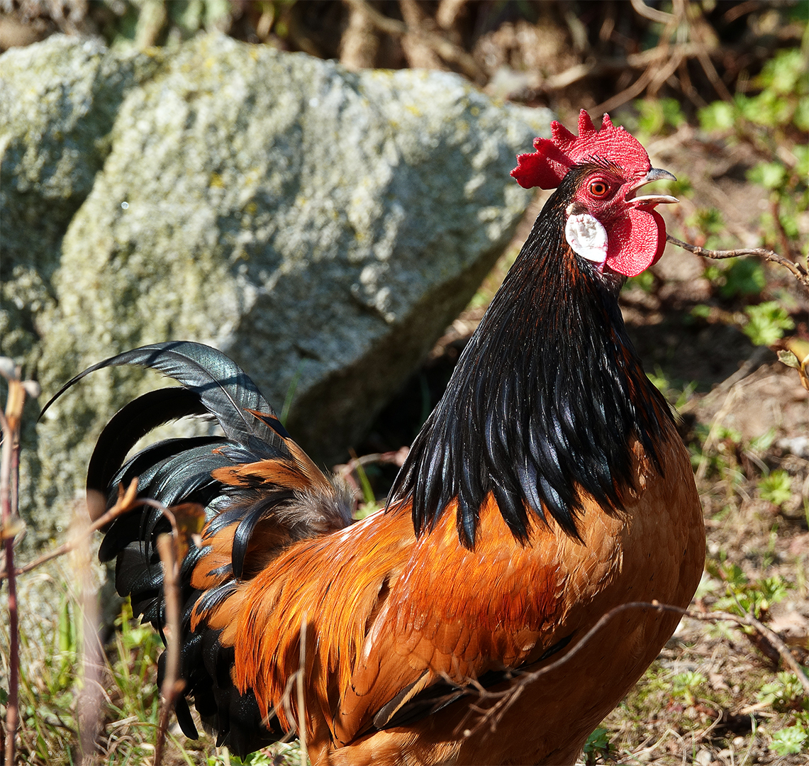Wenn der Hahn kräht......... Foto & Bild | tiere, haustiere, nutztiere ...