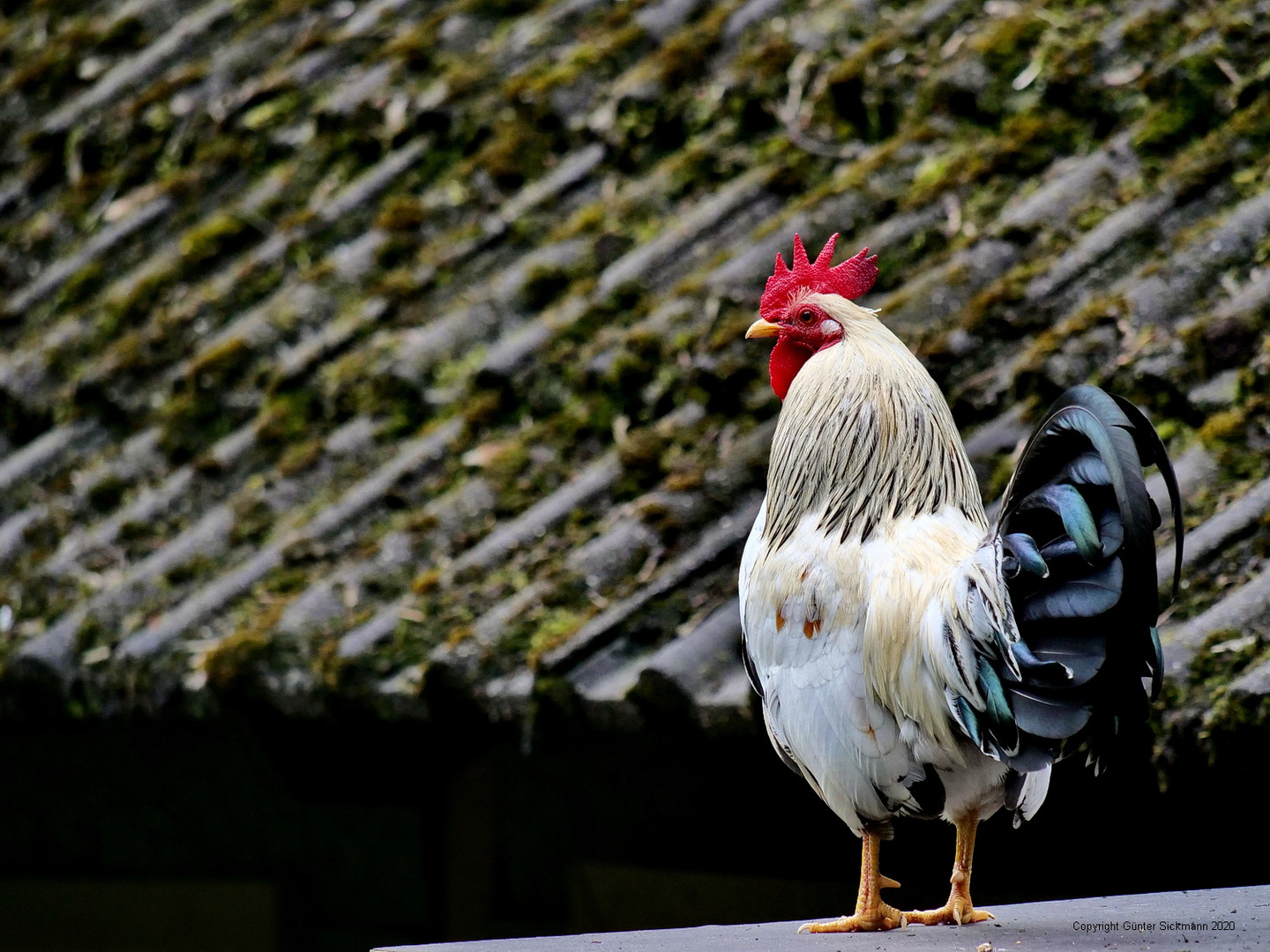Wenn der Hahn kräht auf dem Mist. Foto & Bild | tiere, haustiere ...