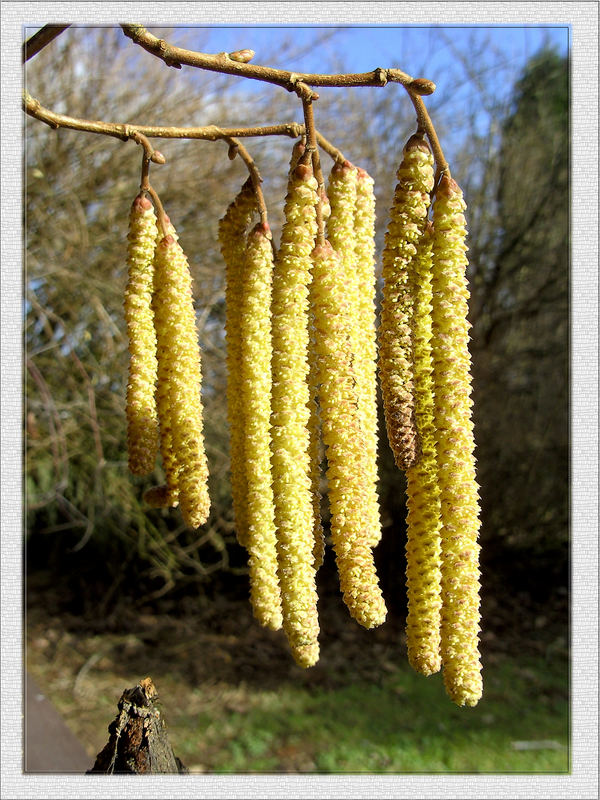 wenn der Haselnußbaum blüht Foto & Bild | pflanzen, pilze & flechten ...