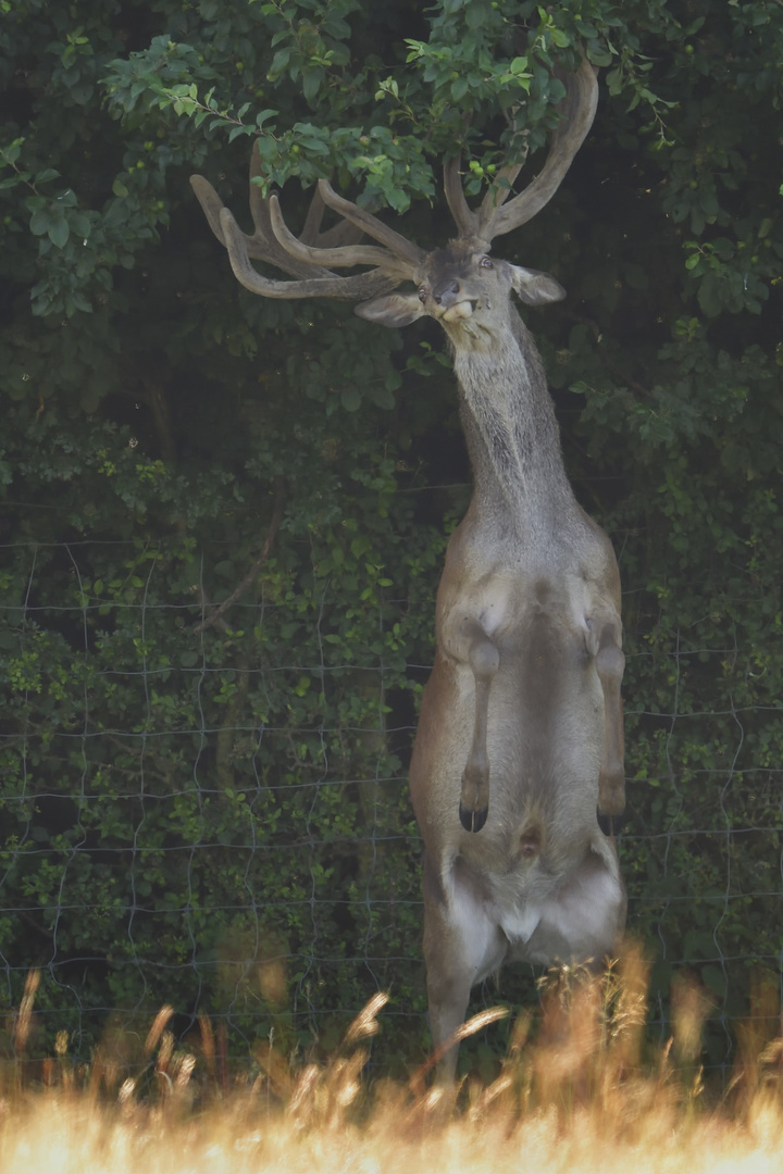 Wenn der Kopf juckt Foto & Bild | tiere, zoo, wildpark & falknerei ...