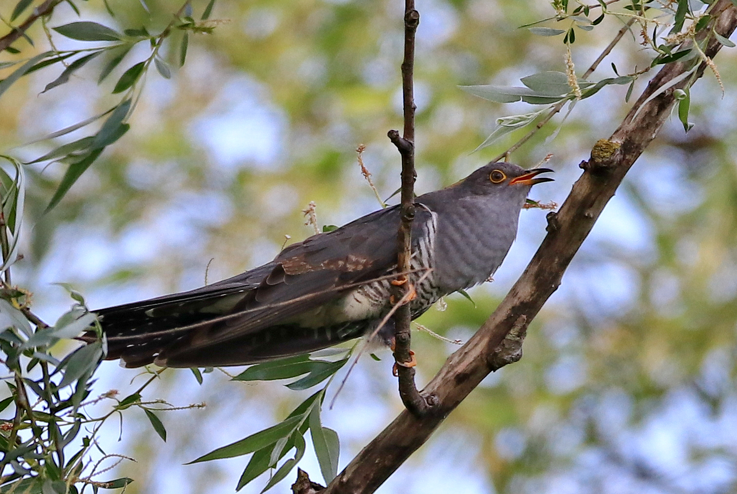 Wenn der Kuckuck ruft.... Foto & Bild | tiere, wildlife, wild lebende ...