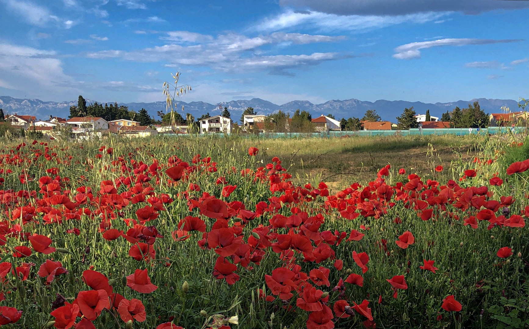Wenn der Moon blüht ... ist der Juni da Foto & Bild | pflanzen, pilze ...