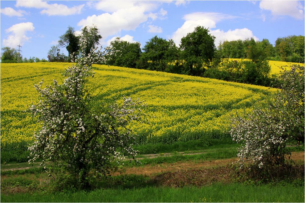 Wenn der Raps blüht,... Foto & Bild | landschaft, Äcker, felder ...