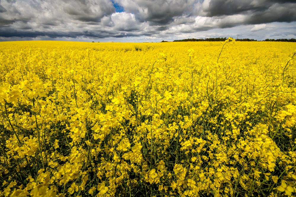Wenn der Raps blüht... Foto & Bild | deutschland, europe, mecklenburg ...