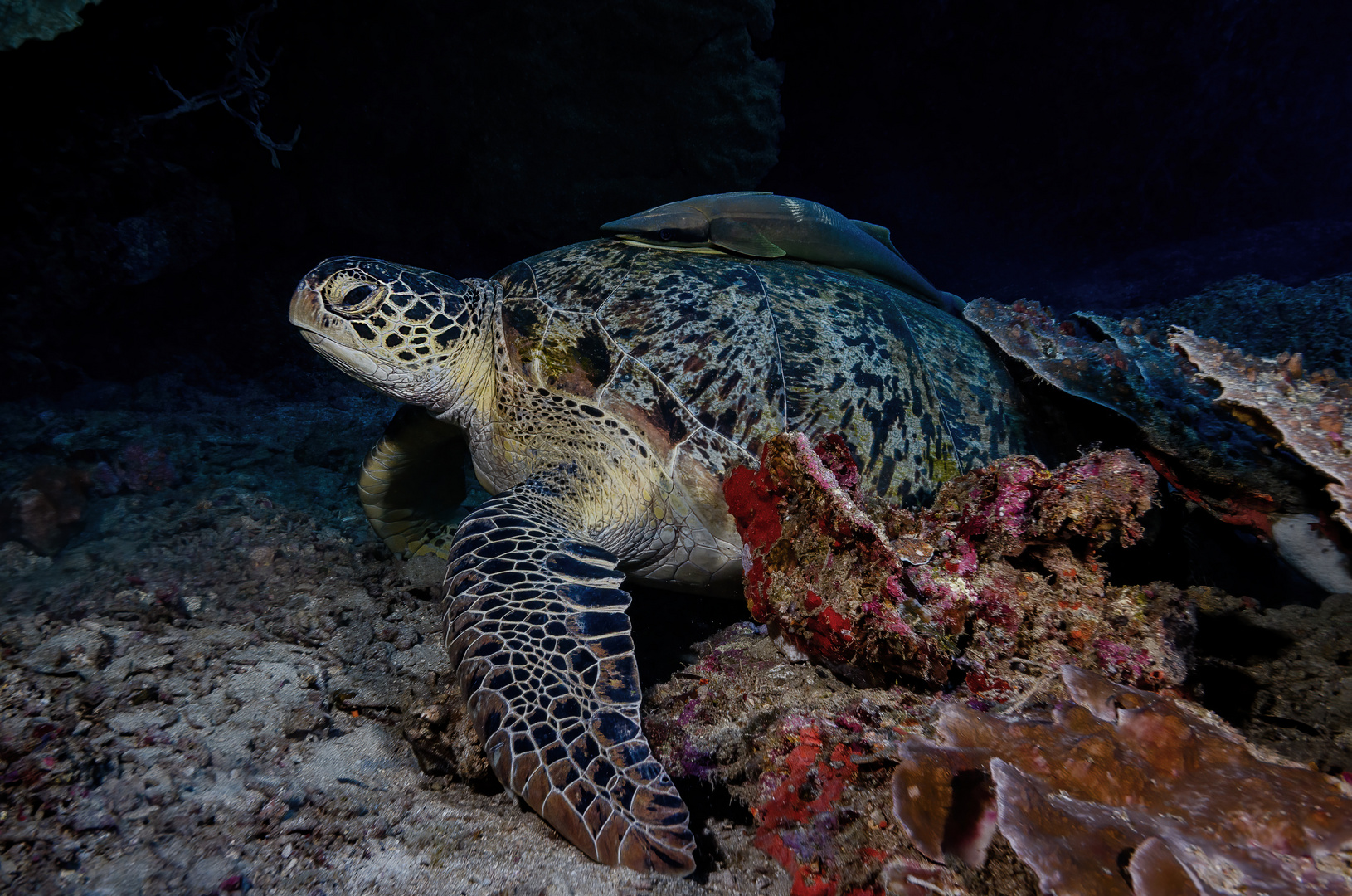 Wenn der Rücken mal wieder juckt ... Foto & Bild | tiere, wildlife ...