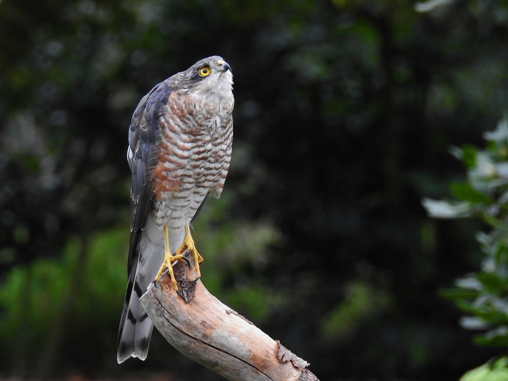 Wenn der Sperber..... Foto & Bild | tiere, wildlife, wild lebende vögel ...