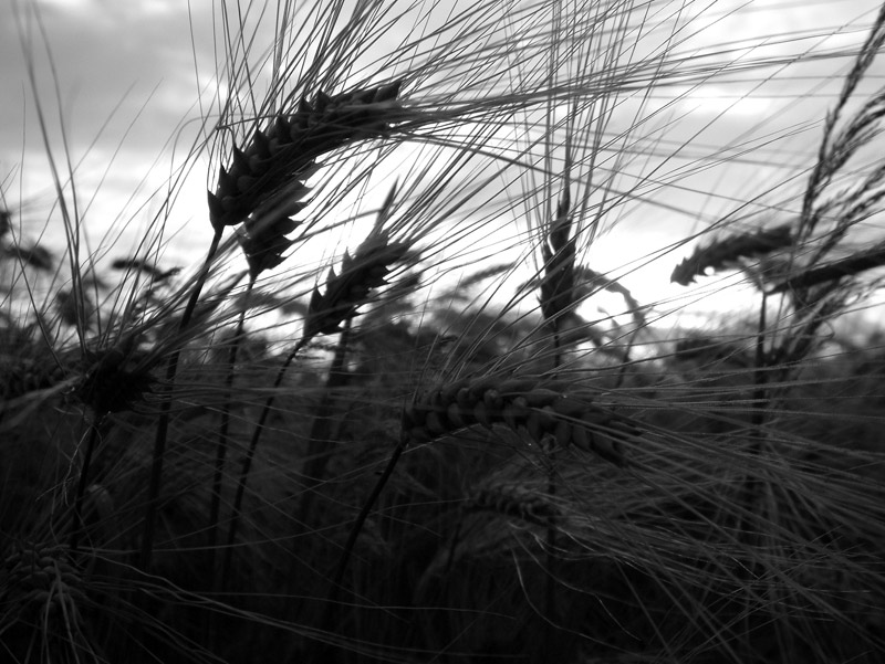 Wenn der Wind weht Foto & Bild | landschaft, Äcker, felder & wiesen ...