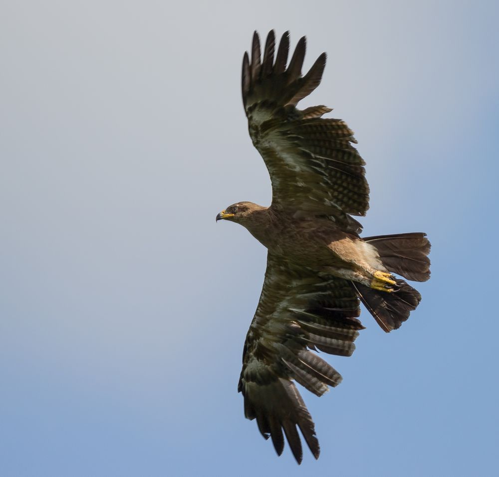 Wenn die Greifvögel .... Foto & Bild | tiere, wildlife, wild lebende vögel Bilder auf fotocommunity