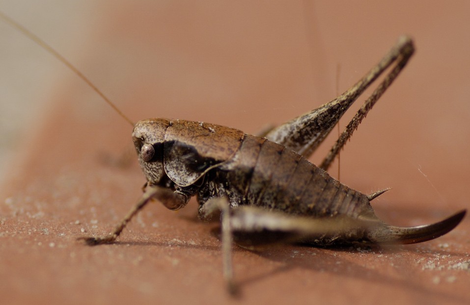 wenn die Grillen zirpen Foto & Bild | tiere, wildlife, insekten Bilder ...