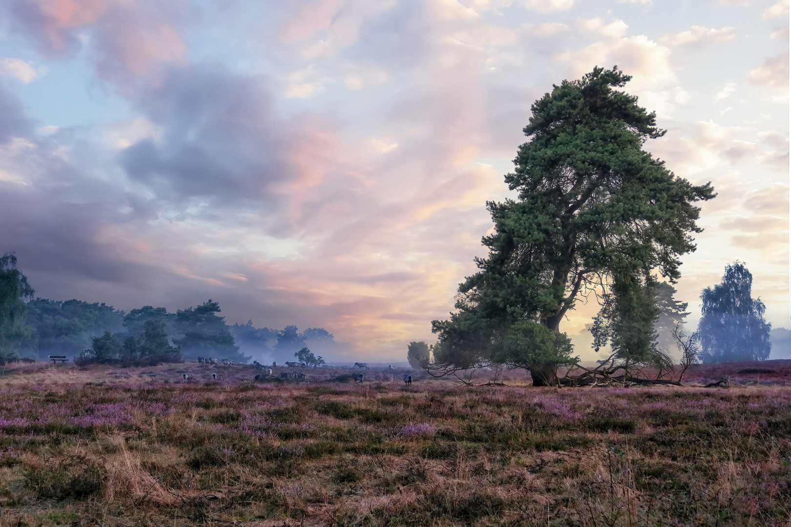 wenn die Heide blüht Foto & Bild | landschaft, sonnenuntergänge ...