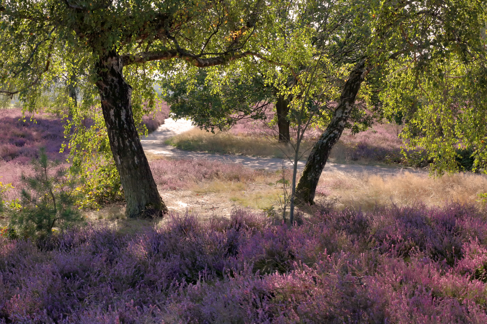 Wenn die Heide blüht Foto & Bild | landschaft, jahreszeiten, sommer ...