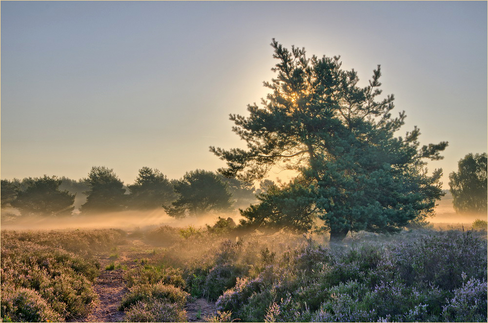 wenn die heide blüht... Foto & Bild | natur, landschaft, heide Bilder ...