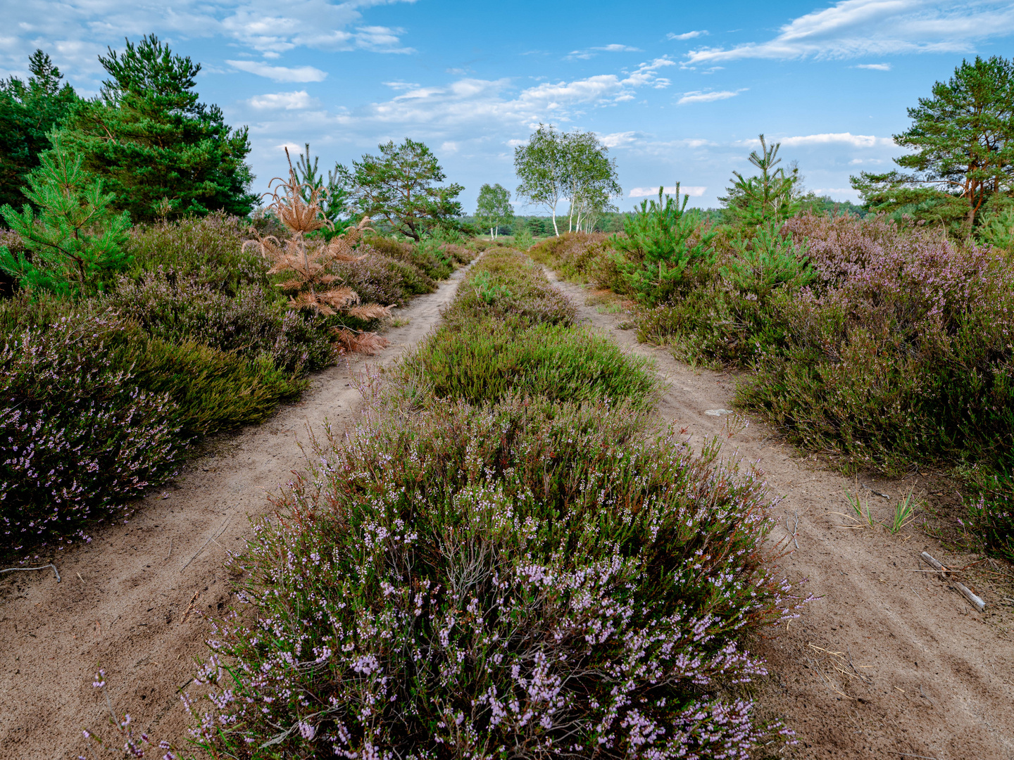 Wenn die Heide blüht in Mecklenburg Foto & Bild | landschaft ...