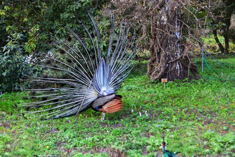 Wenn ein Pfau sein Rad schlägt ... Foto & Bild | tiere, zoo, wildpark ...