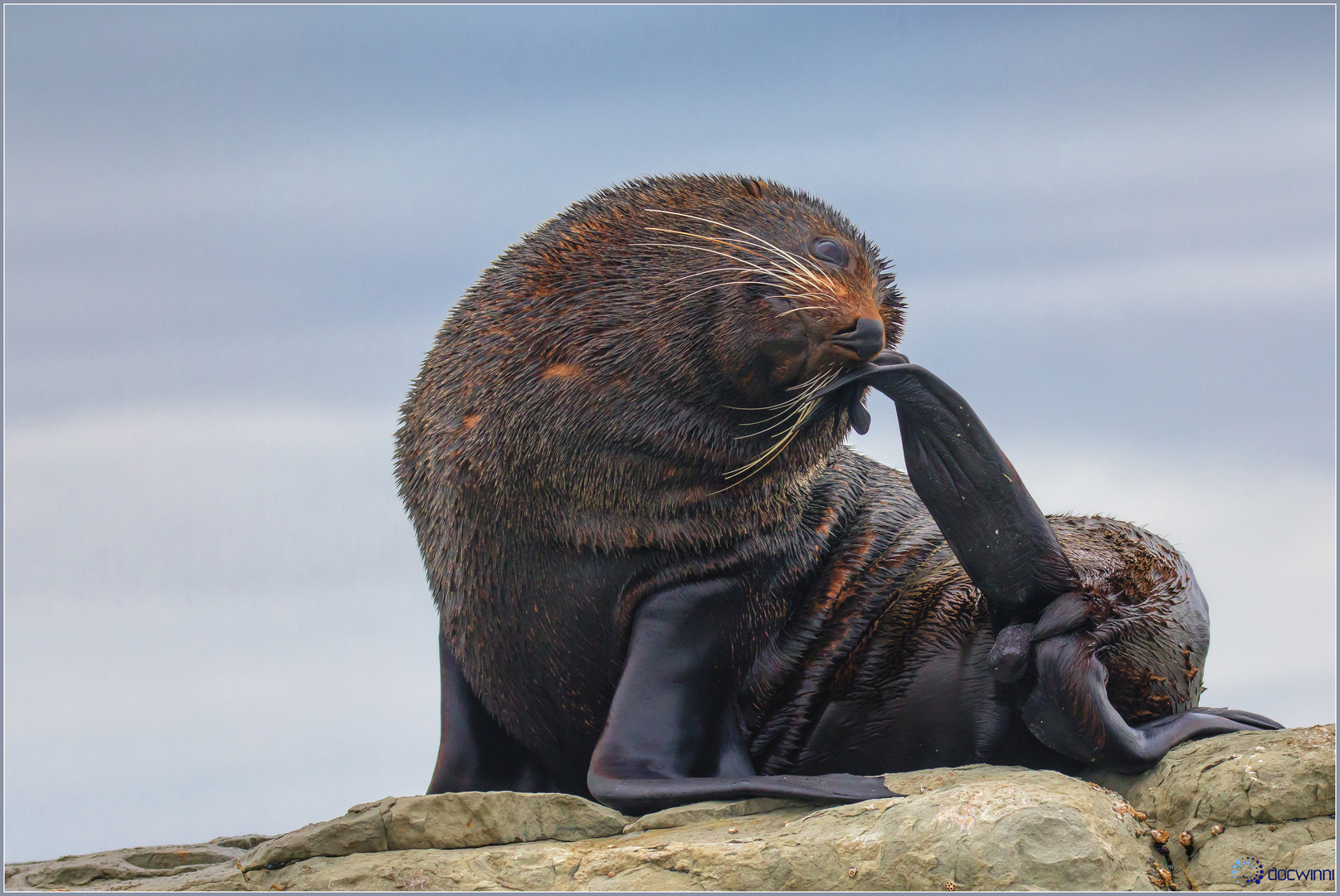 Wenn es juckt... Foto & Bild | australia & oceania, new zealand, tiere ...