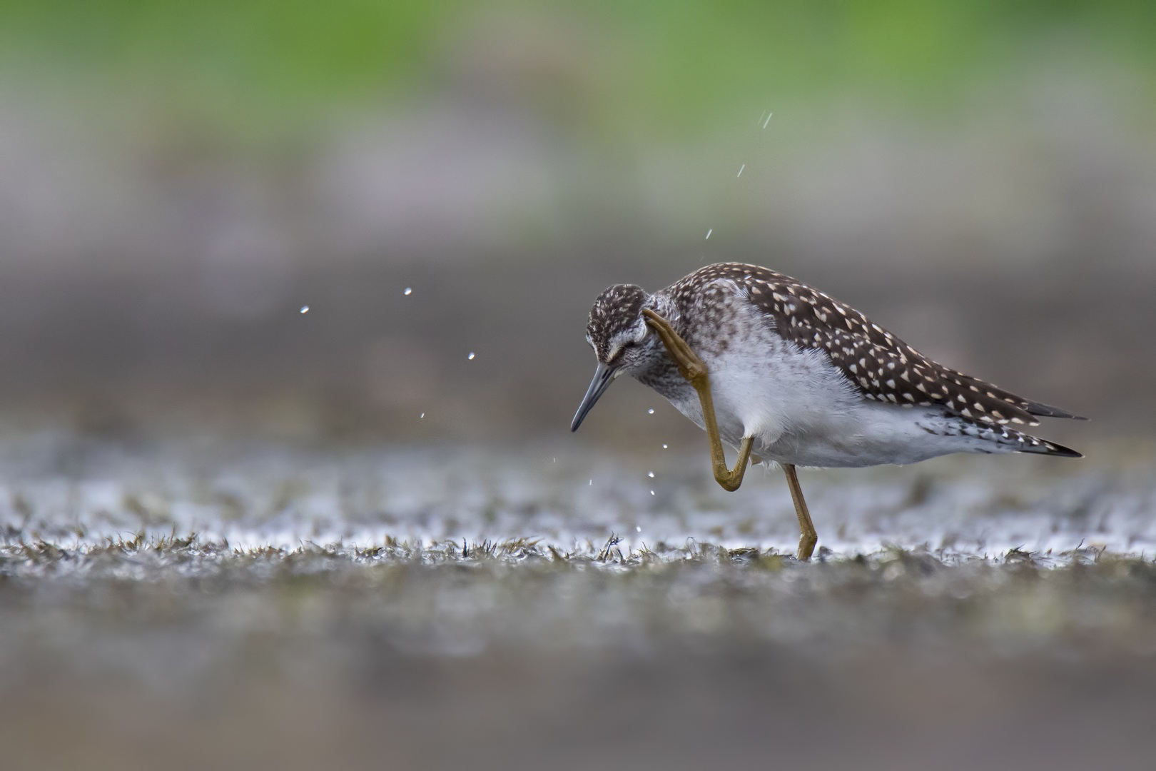 Wenn es juckt ... Foto & Bild | tiere, wildlife, wild lebende vögel ...