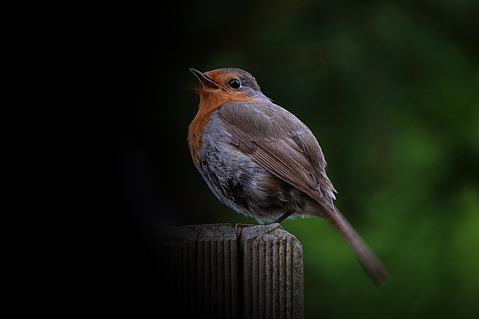 wenn es langsam Nacht wird Foto & Bild | natur, tiere, vögel Bilder auf fotocommunity