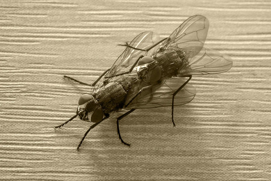 Wenn Fliegen hinter Fliegen fliegen ... Foto & Bild | tiere ...