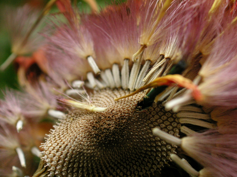 Wenn Gerbera verblühen ... Foto & Bild | archiv projekte naturchannel ...